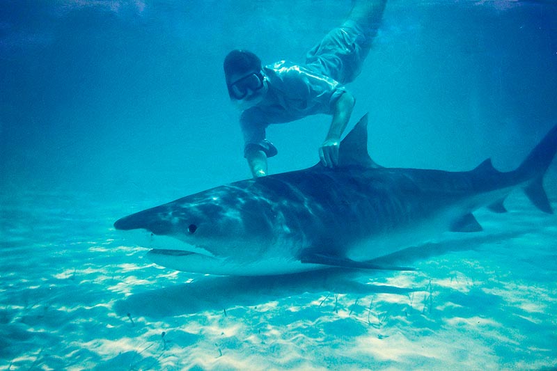 UVic Biologist Receives $50K For Shark Research - 604 Now