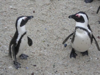 Black Penguin Names Ultra Rare All BLACK Penguin Is Spotted On South
