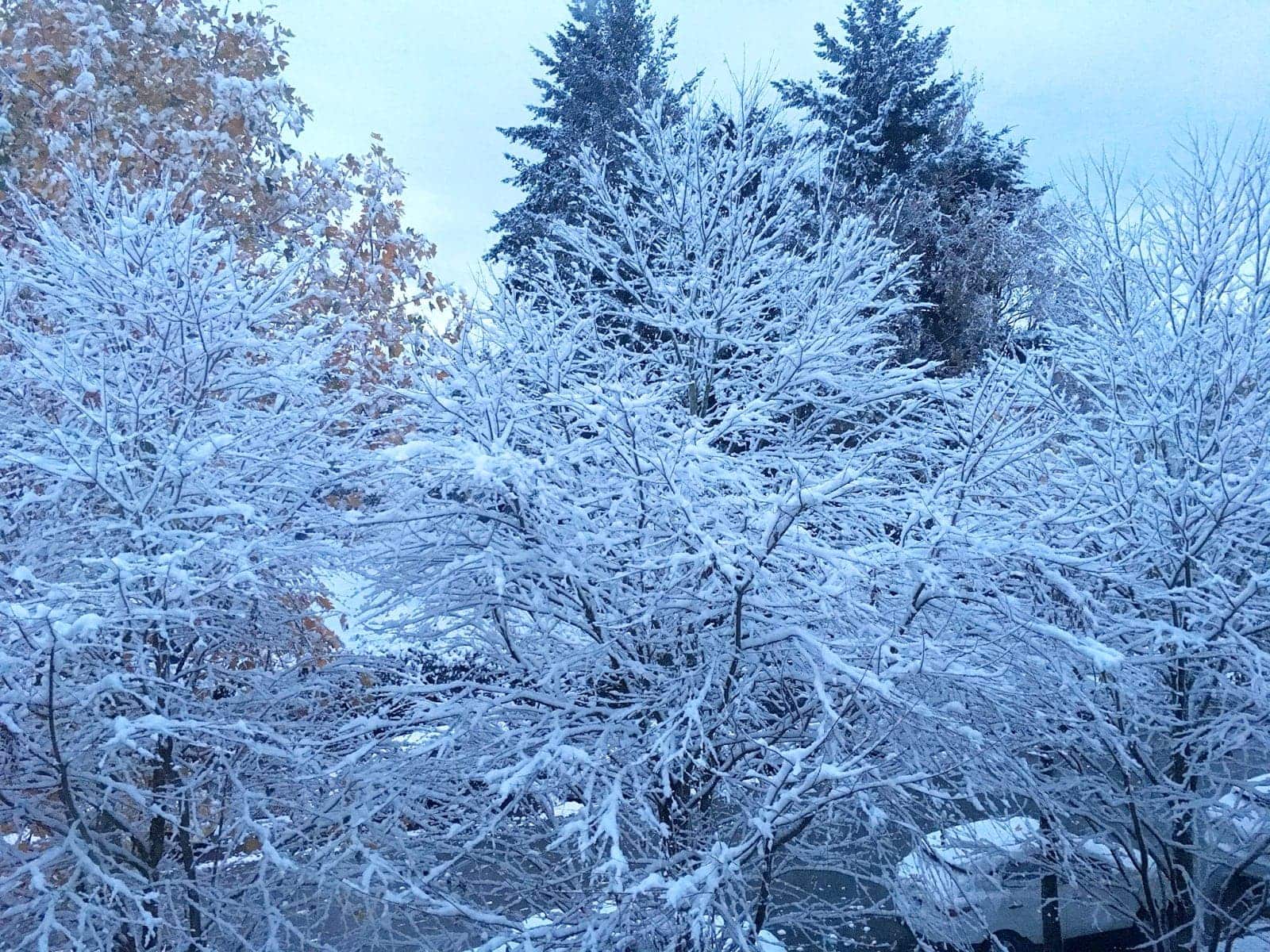 Delta and Surrey Wake Up To Surprise Snowfall (Photos) - 604 Now