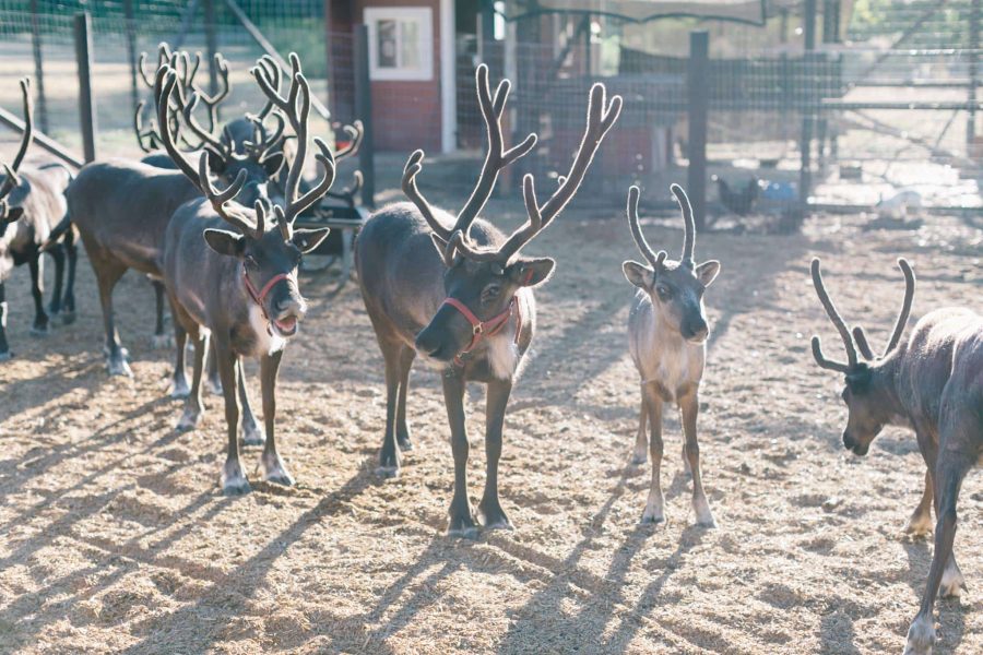 This Enchanting Reindeer Farm Is Only 4 hours From Vancouver