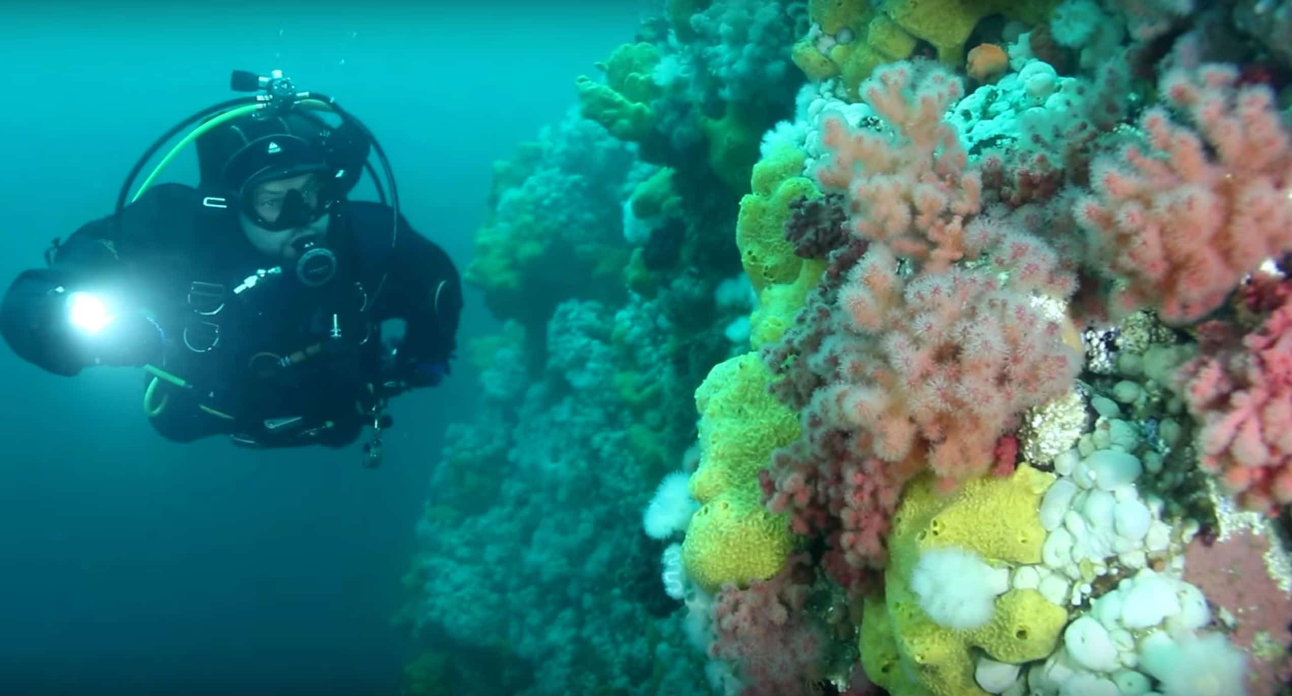 Why B.C Is The Best Scuba Diving Destination In North America