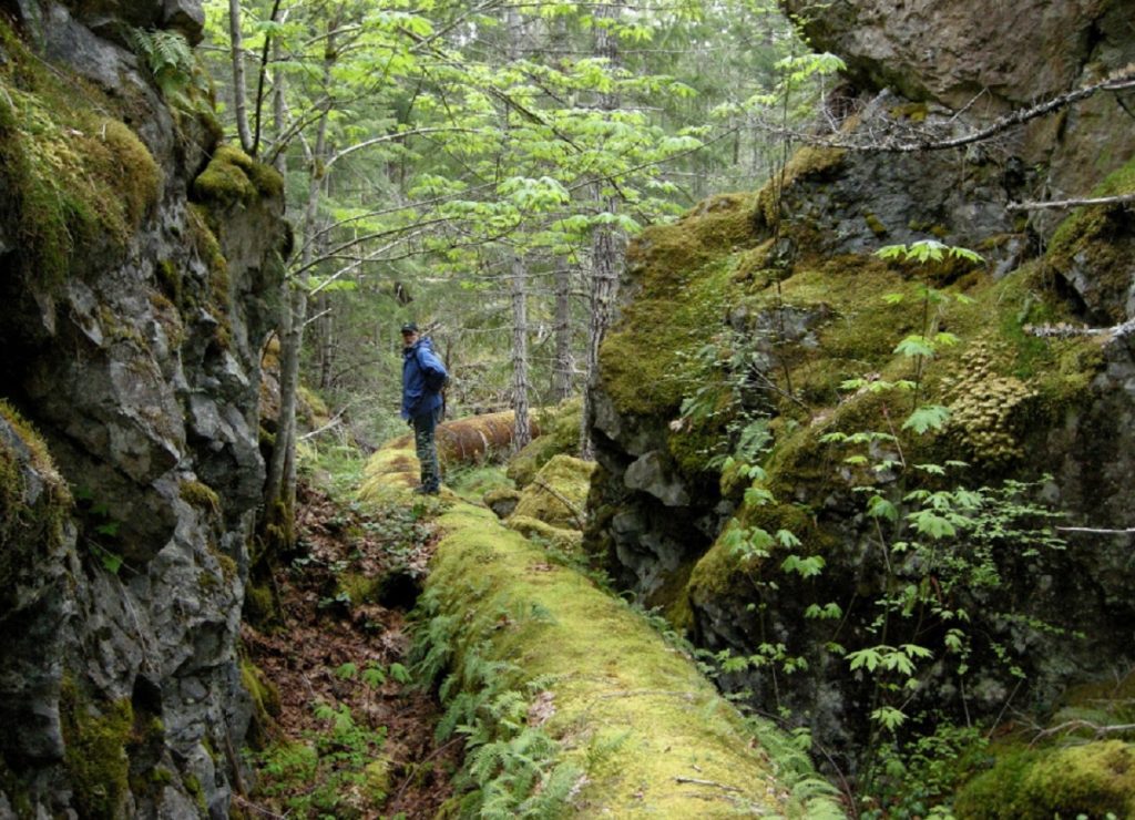 Walk On An Abandoned Flow Line Trail In Vancouver Island's Lush Forest