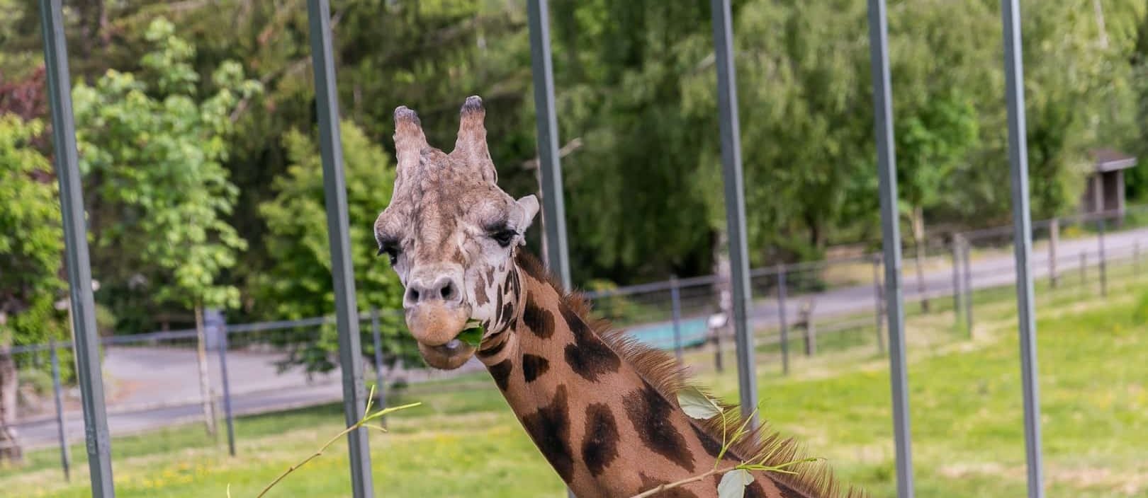 7 Things To Do At The Greater Vancouver Zoo This August