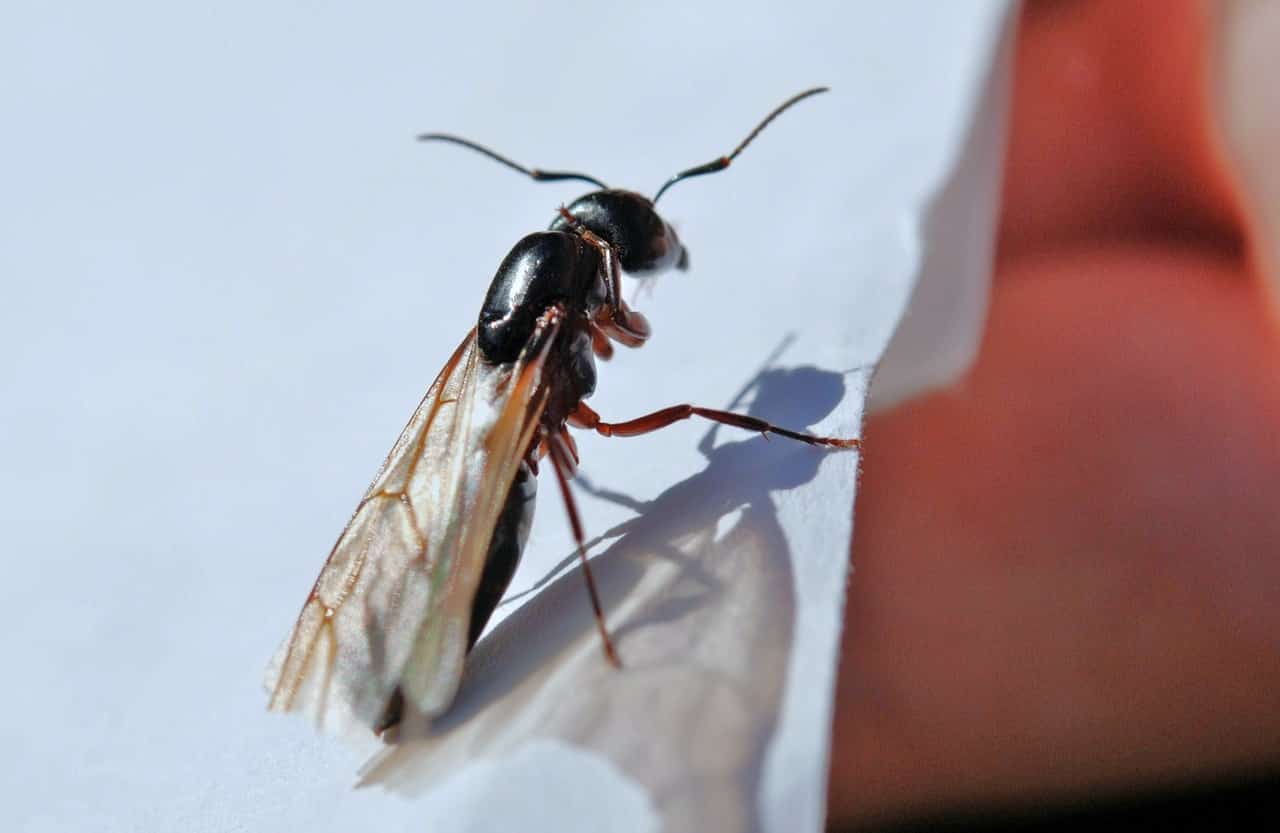 Flying Ants Have Taken Over Metro Vancouver And It's Terrifying