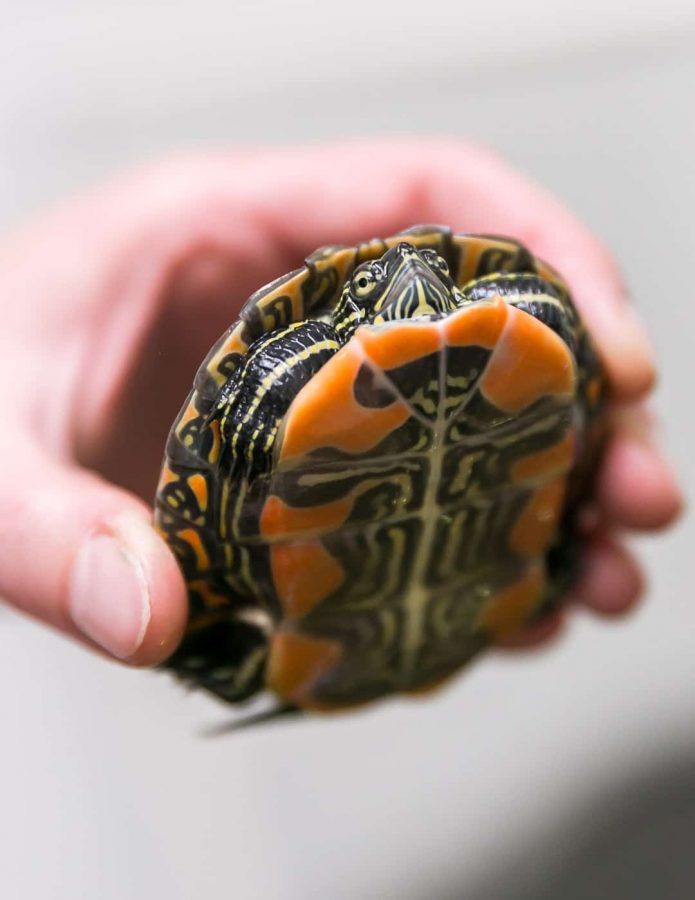 Join The Greater Vancouver Zoo’s Fight To Save The Western Painted Turtle