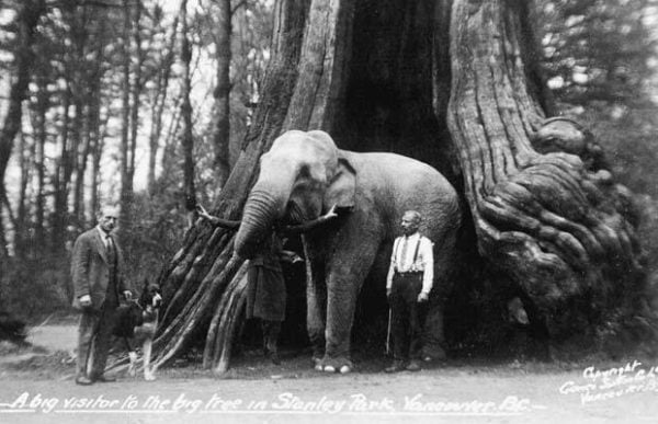 The Hearty History Of Vancouver's Humongous Hollow Tree