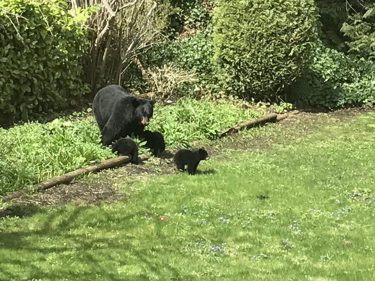 Mundy Park In Coquitlam Partially Closed Due To Bear Activity