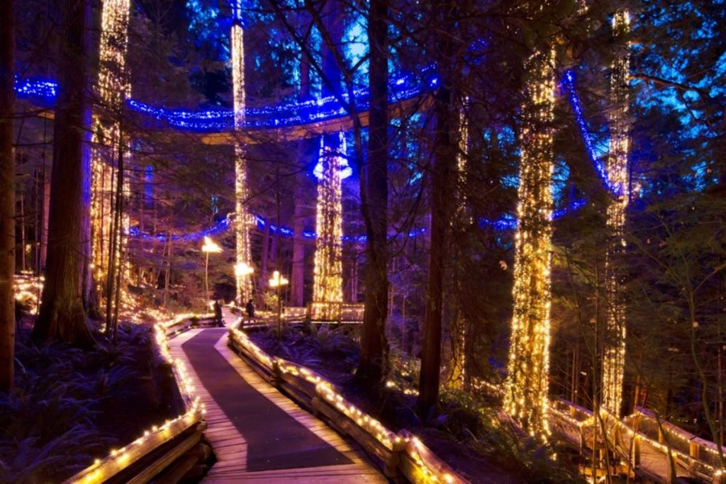 This North Vancouver Park Is Home To 8 Of The Tallest Christmas Trees
