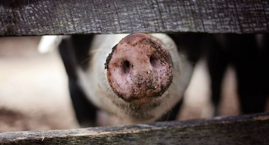 The Story Behind Why Vancouver Was Once Fascinated With Blind Pigs