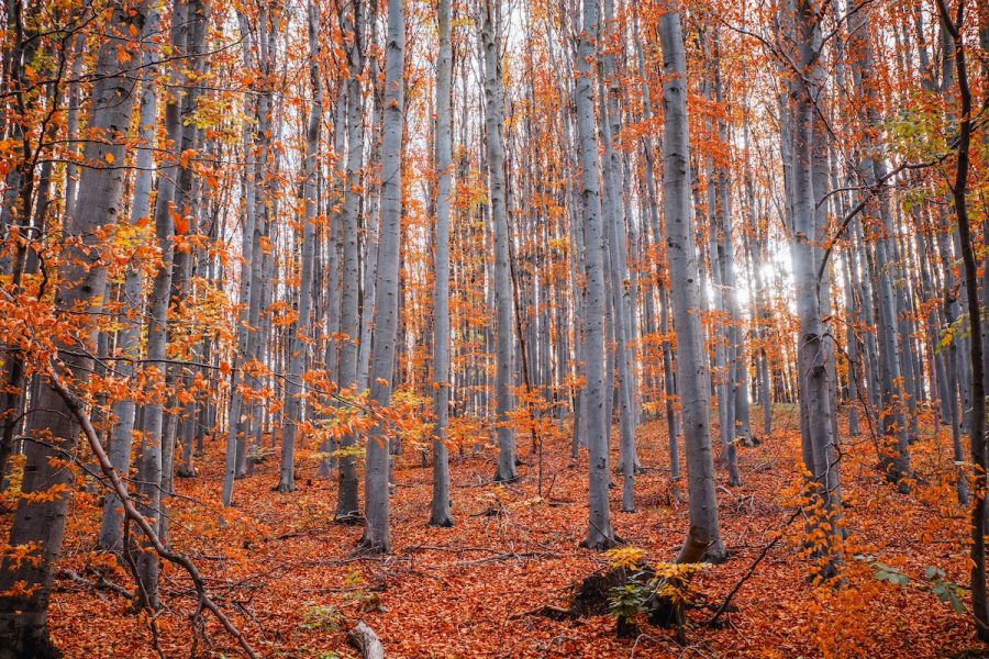 Where To Spot The Most Stunning Fall Foliage In BC