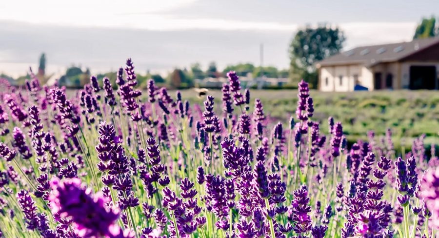 Transport Yourself To A Magical Lavenderland In Richmond This Summer