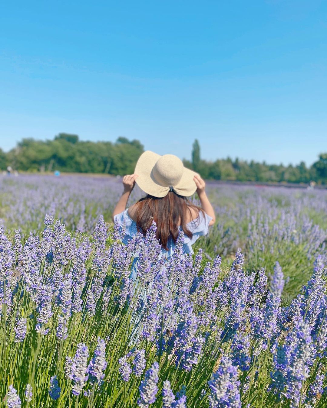 Transport Yourself To A Magical Lavenderland In Richmond This Summer