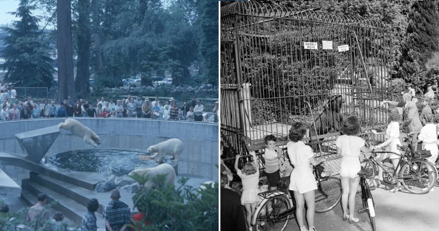 Stanley Park Once Had A Zoo And Here's What It Was Like