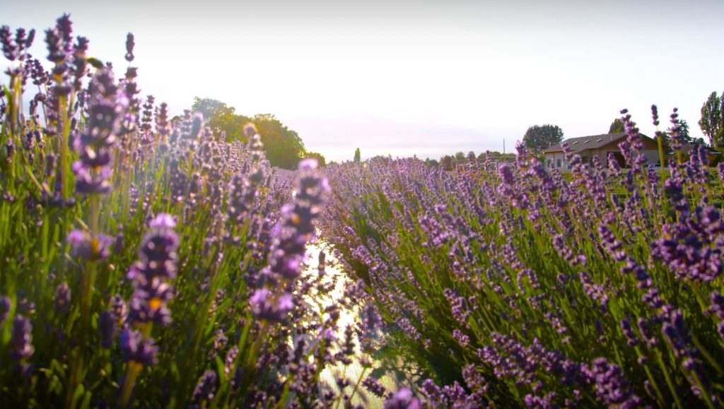 Massive 7 Acre Lavender Farm Reopens In Richmond This Month
