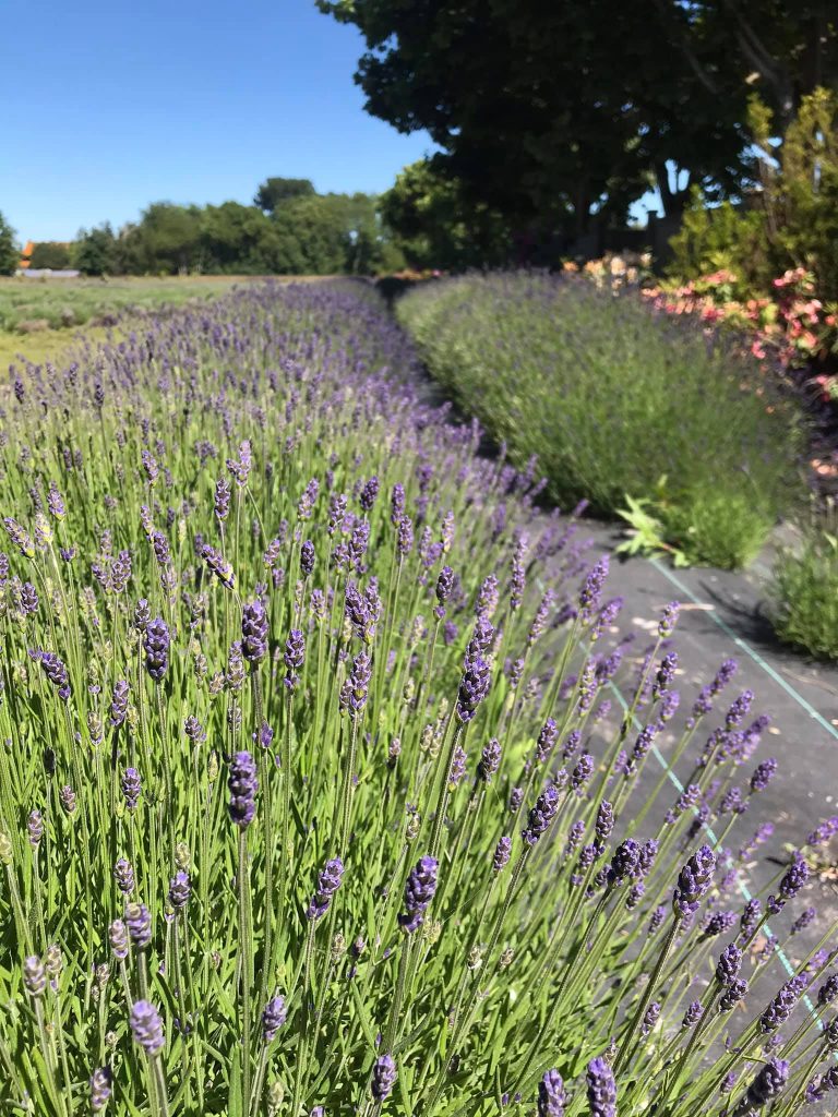 Massive 7 Acre Lavender Farm Reopens In Richmond This Month