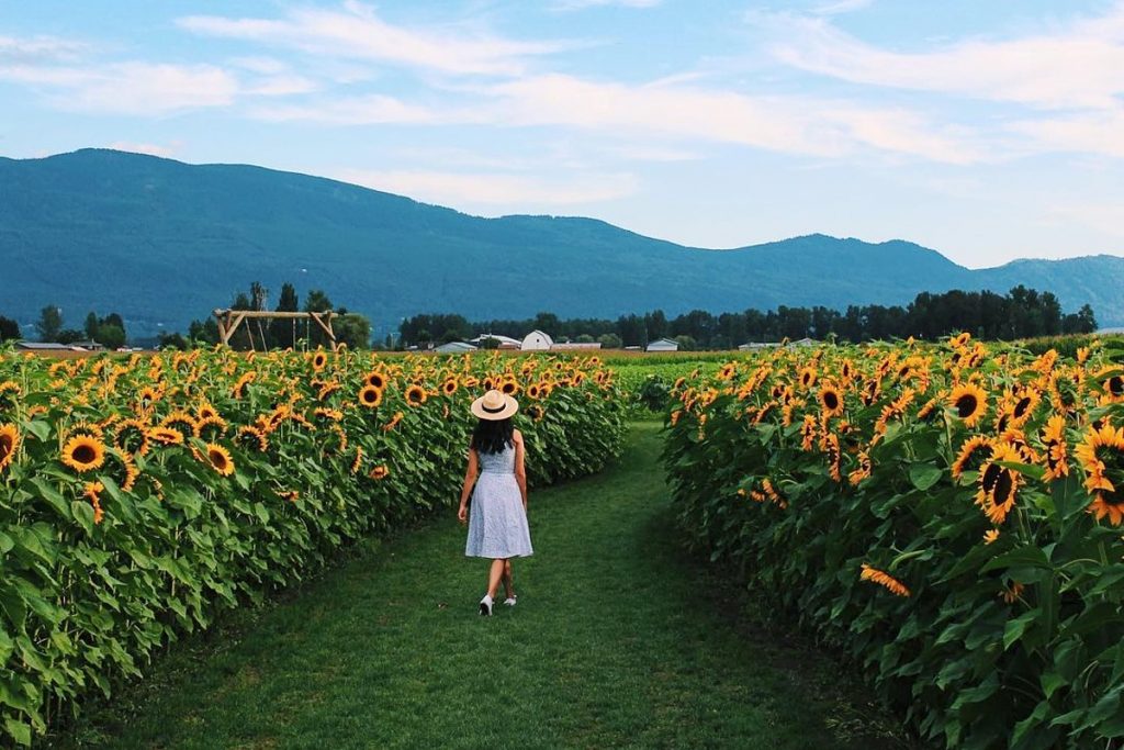6 Flower Festivals Near Vancouver To Explore This Summer