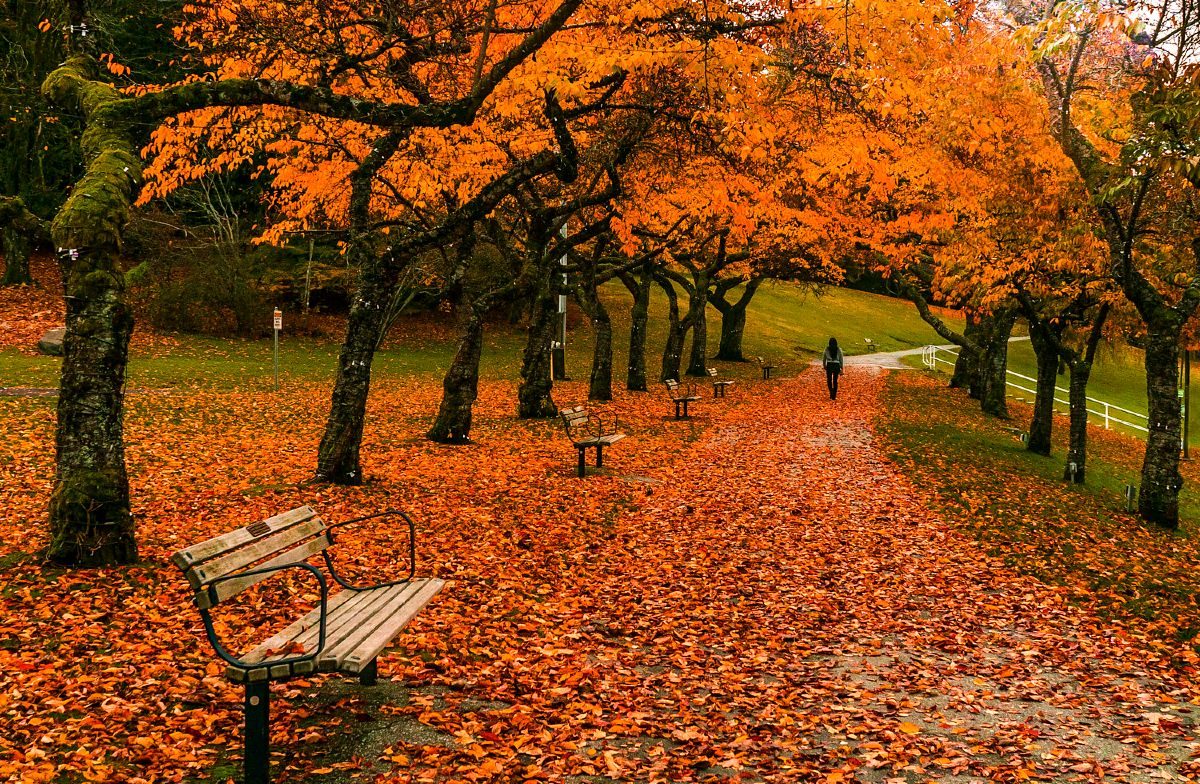 5 Fall Hikes Near Vancouver That Become A Colourful Wonderland