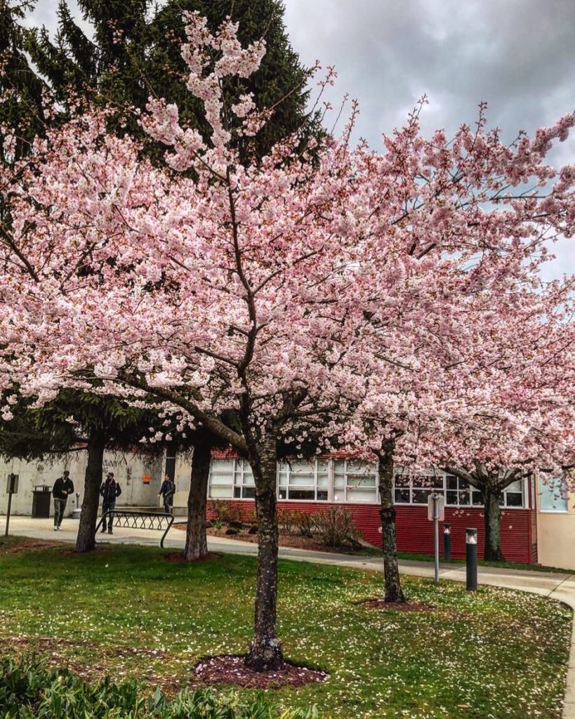 13 Hot Spots To Catch The Best Cherry Blossoms In Burnaby