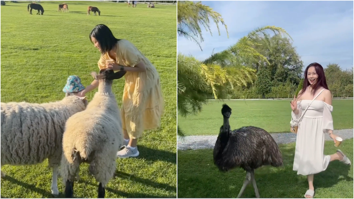 Pet & Feed Emus at This New Family Farm in Richmond