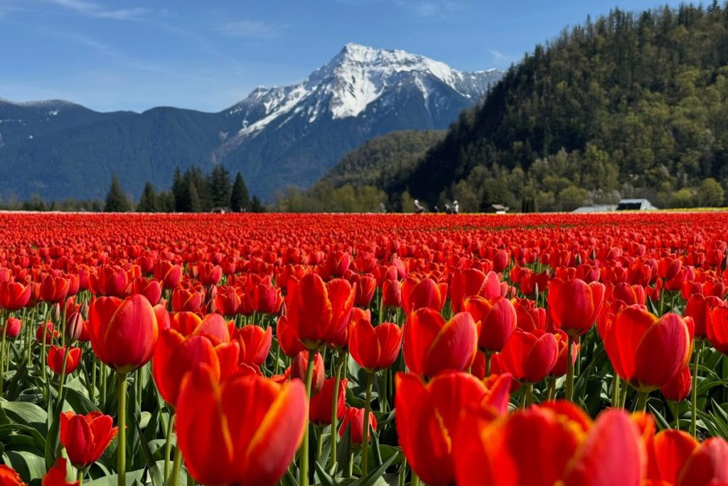 38 Fun Things To Do In Metro Vancouver This April