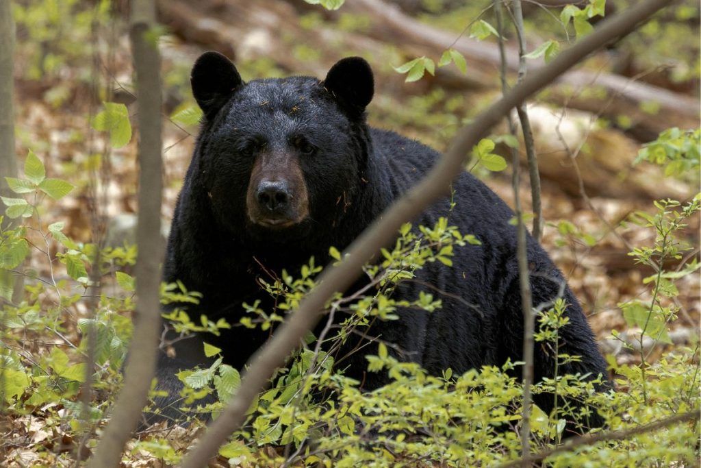 UPDATE: Bear Who Snuck Up On Clueless Visitors at Burnaby Mountain Park ...