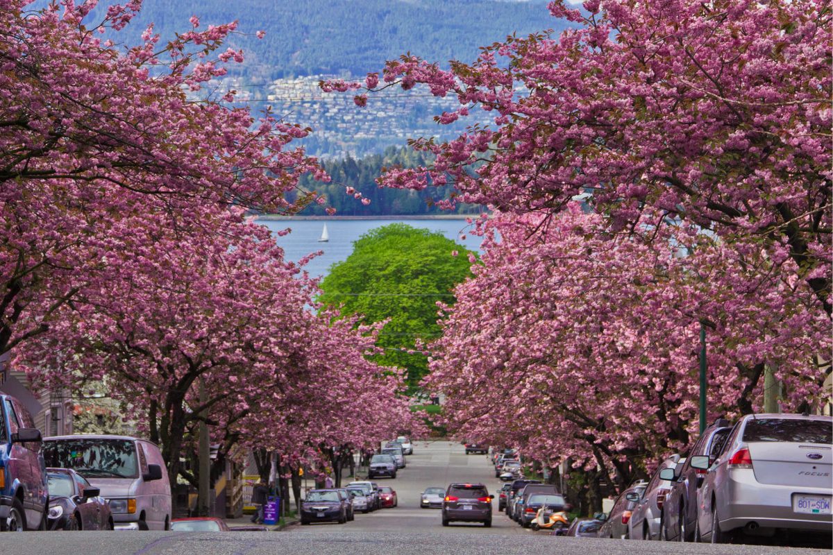 B.C.'s Spring Weather Forecast For 2026 Has Just Been Released