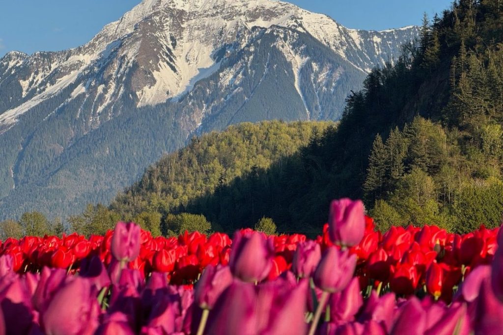 Stroll Through 45 Acres Of Tulips At The Harrison Tulip Festival
